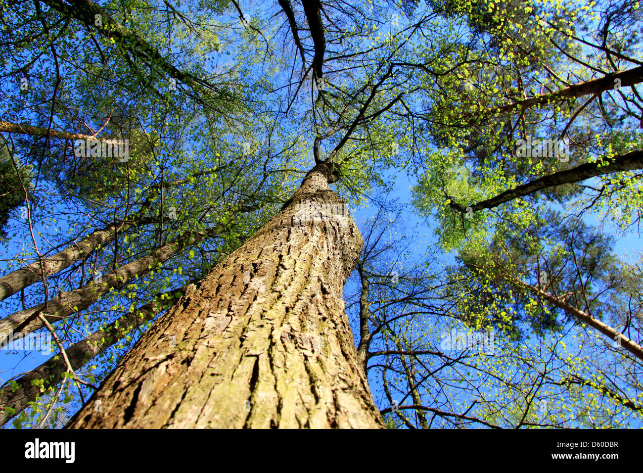 Oxygen from tree hi-res stock photography and images - Alamy