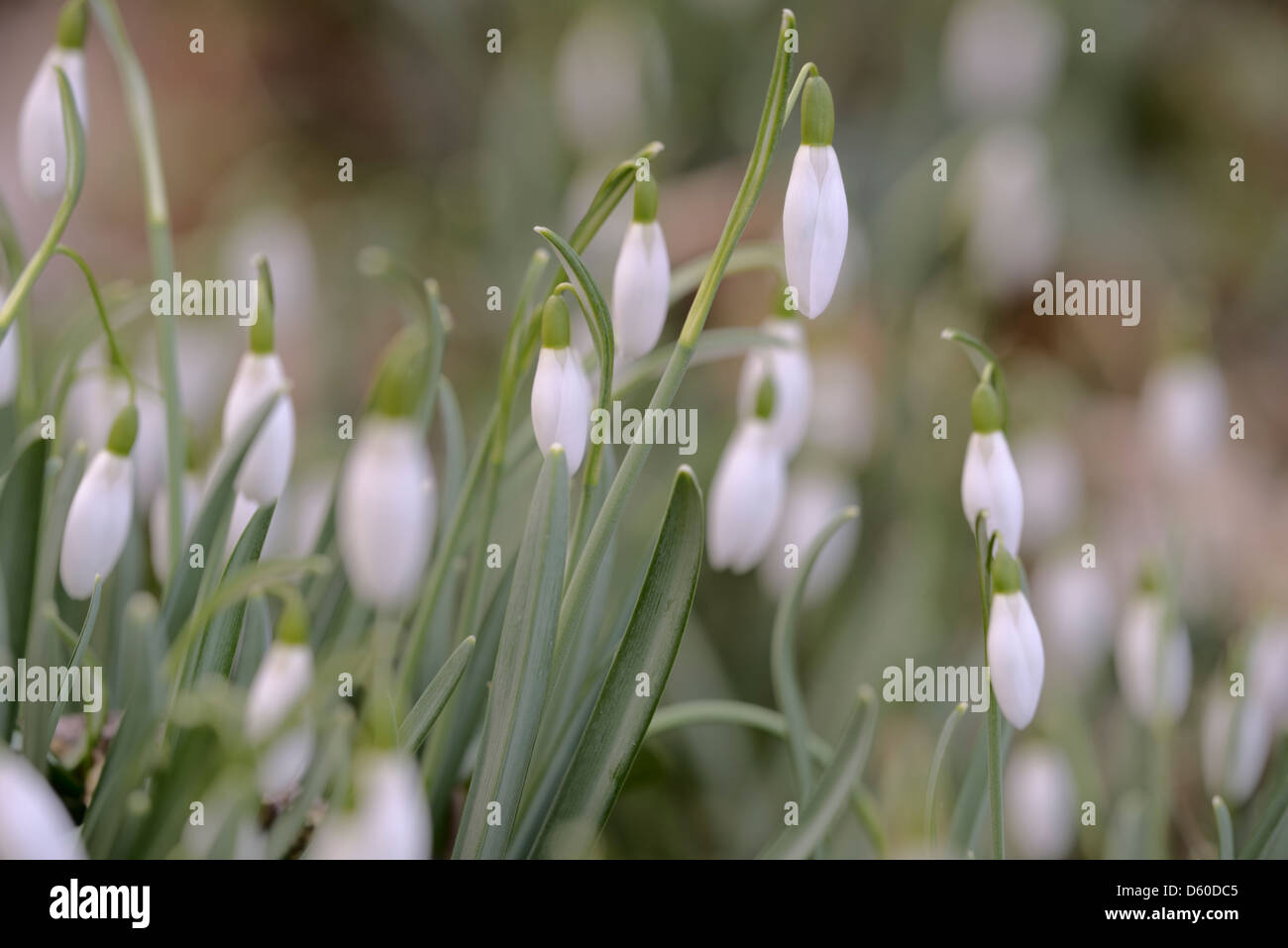 Galanthus nivalis, Snowdrop flowers, Wales, UK Stock Photo - Alamy