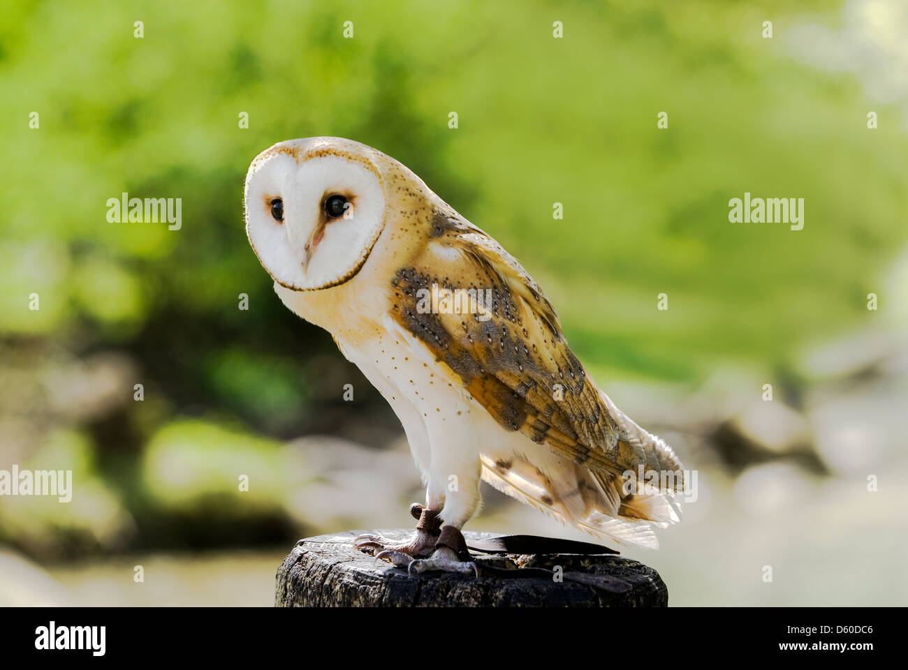 Barn Owl (Tyto alba), adult, sitting on post Stock Photo - Alamy