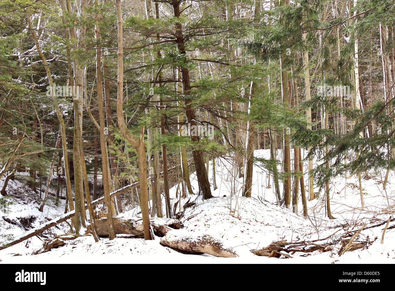 Cedar woods hi-res stock photography and images - Alamy