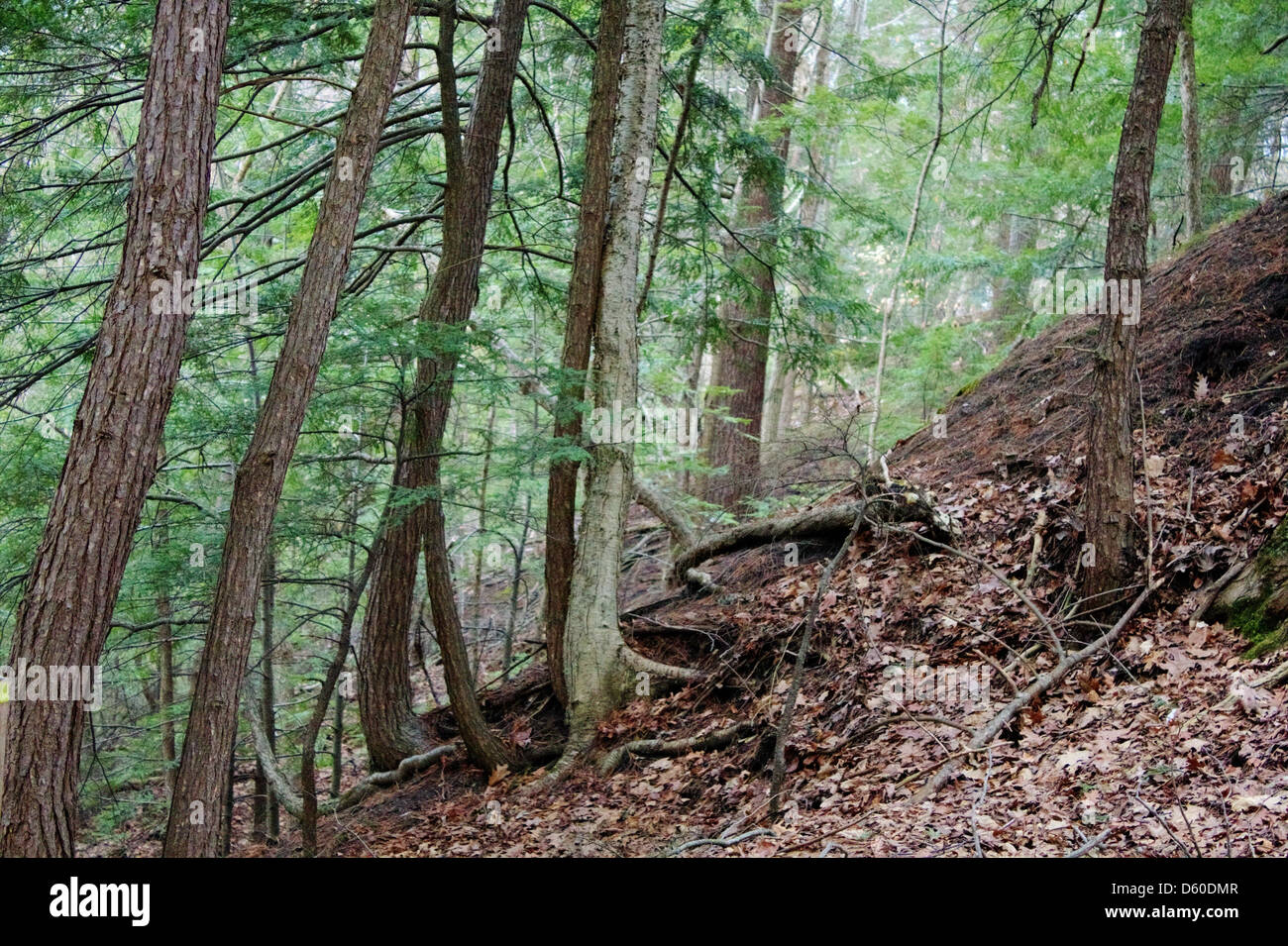 Beautiful pine forest on the side of a hilly ravine Stock Photo - Alamy
