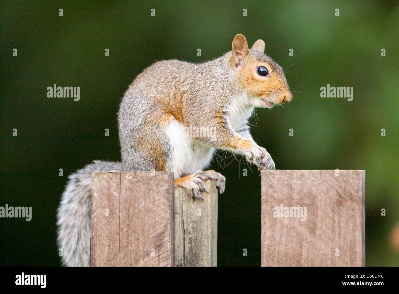 Garden fence squirrel hi-res stock photography and images - Alamy