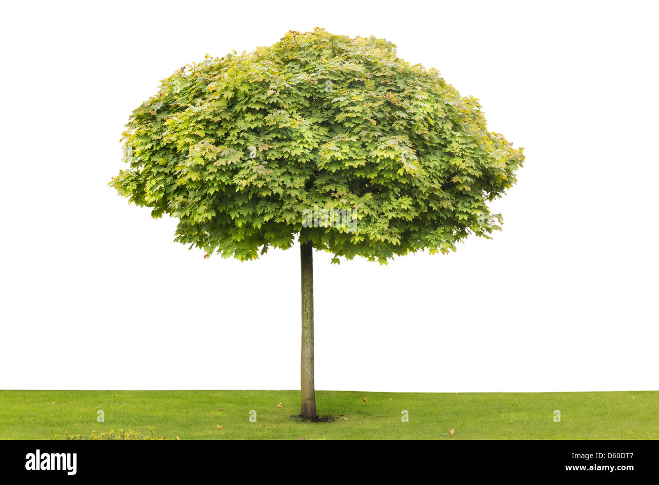 Maple isolated tree Stock Photo - Alamy