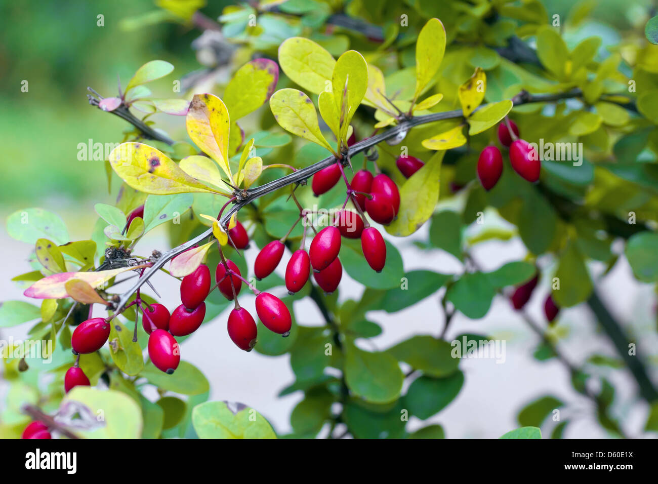 Barberry hi-res stock photography and images - Alamy