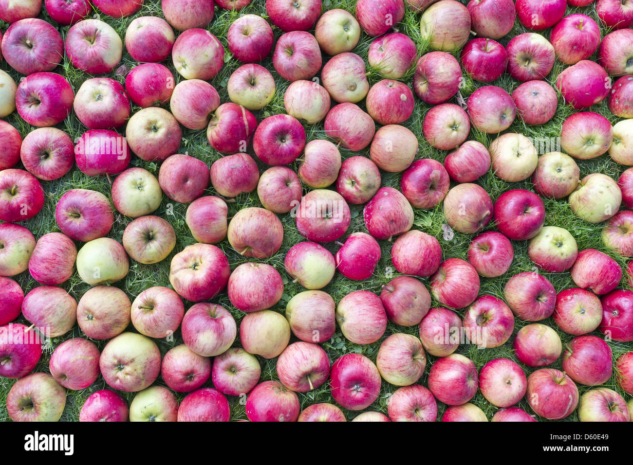 Red real fall apples in the grass Stock Photo - Alamy