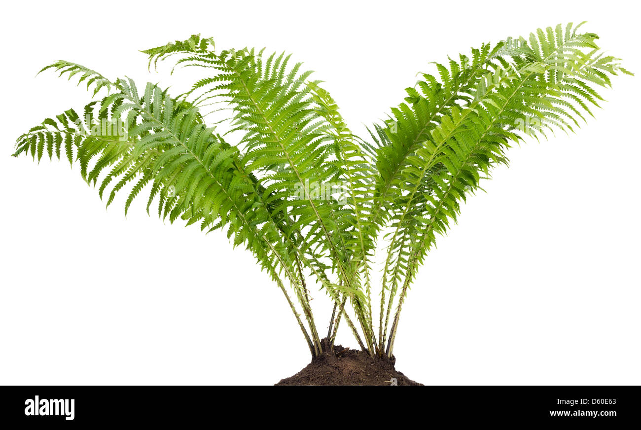 Fern forest real bush isolated Stock Photo - Alamy