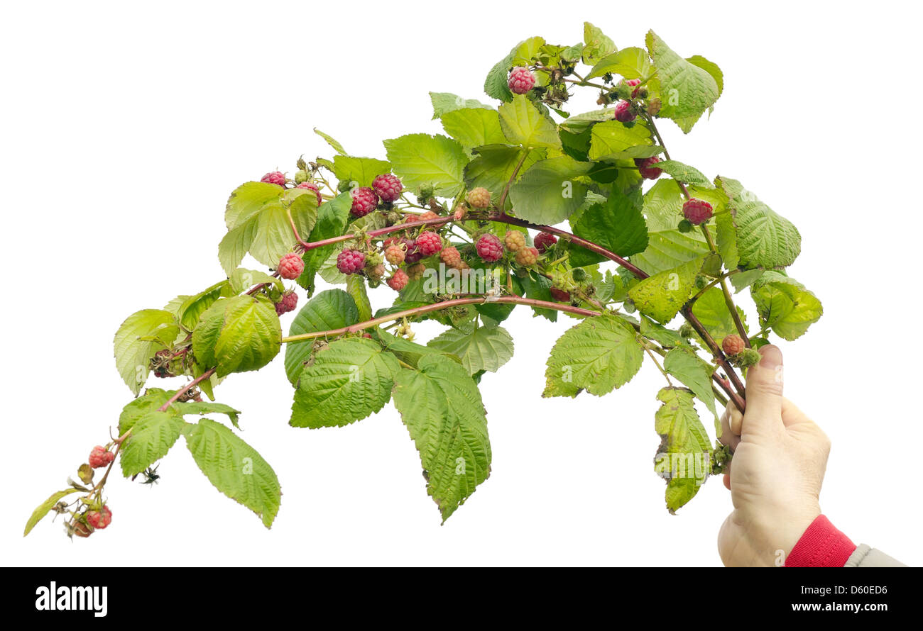 Branches of autumn wild forest raspberries Stock Photo - Alamy