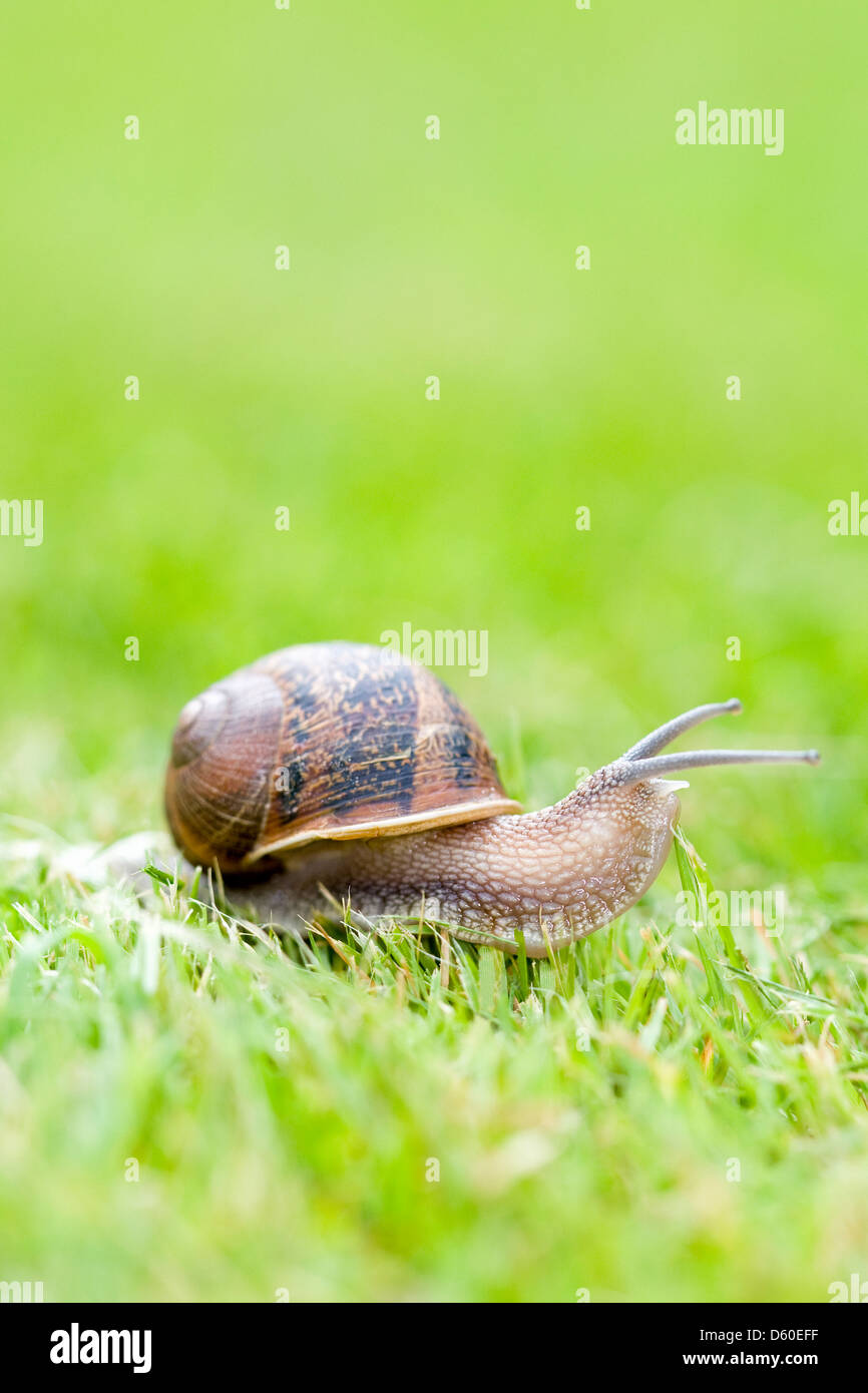 Garden Snail on Garden Lawn Helix aspersa Stock Photo - Alamy