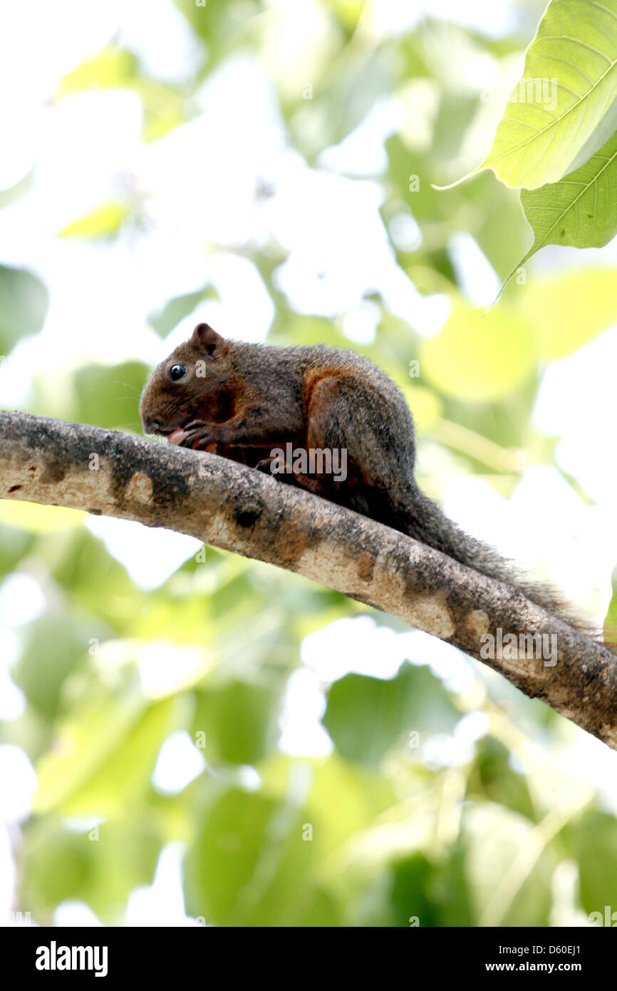 Squirrels in the park, it was very fun to play Stock Photo - Alamy