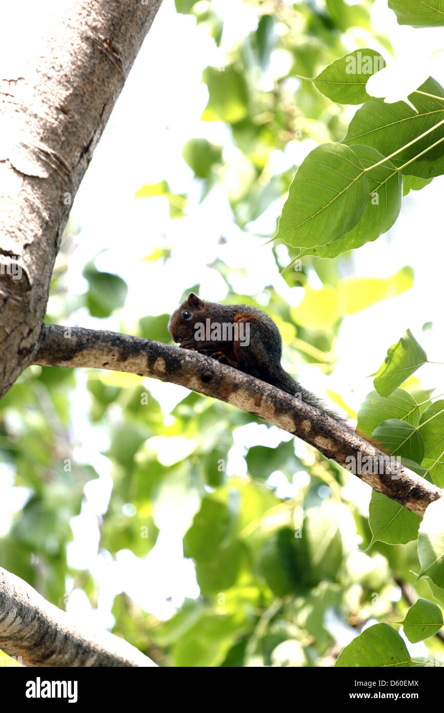 Squirrels in the park, it was very fun to play Stock Photo - Alamy