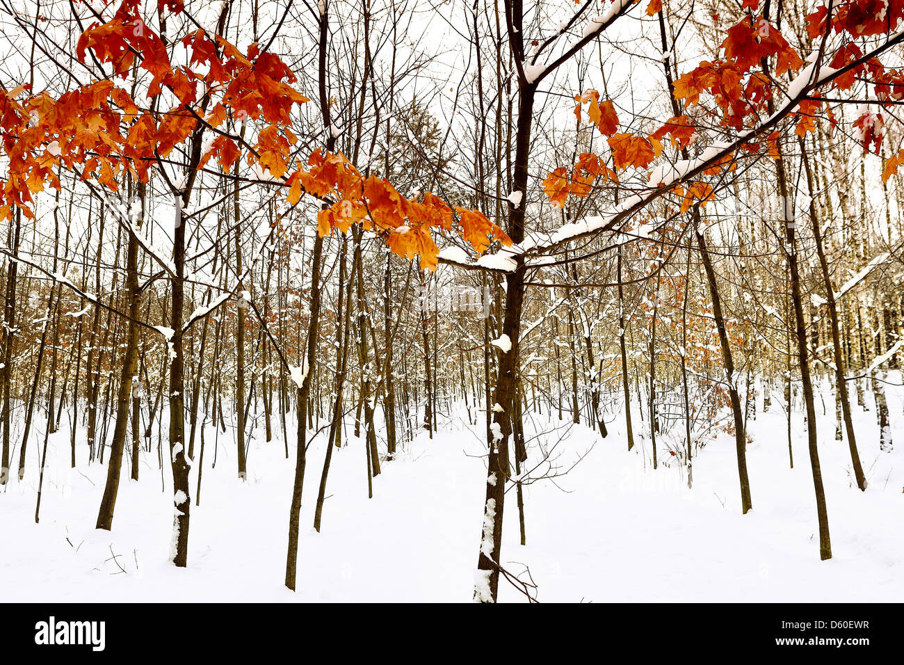 Rural scene at day with trees in snow hi-res stock photography and ...