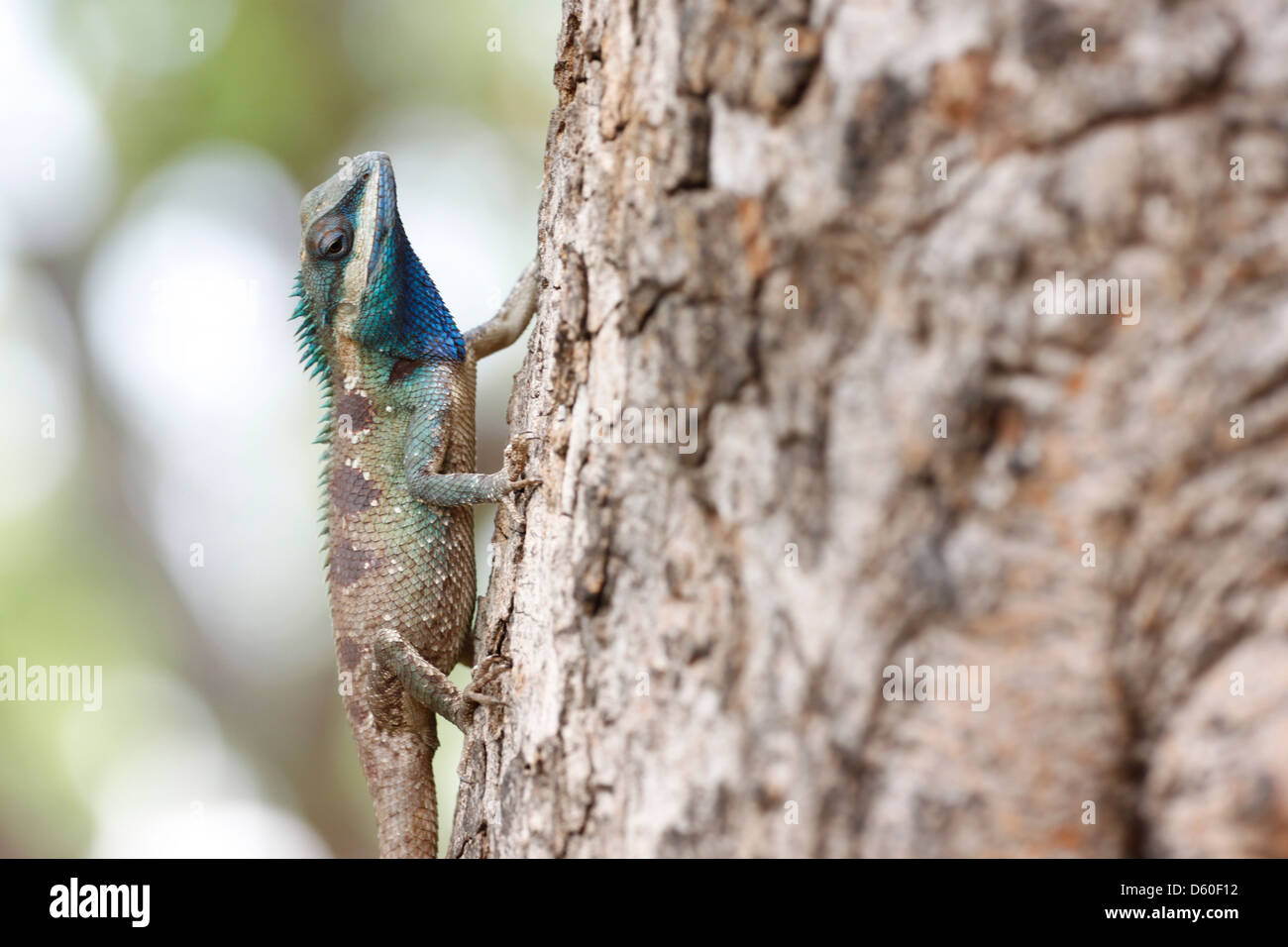 chameleon on a Tree,It looks relaxation Stock Photo - Alamy