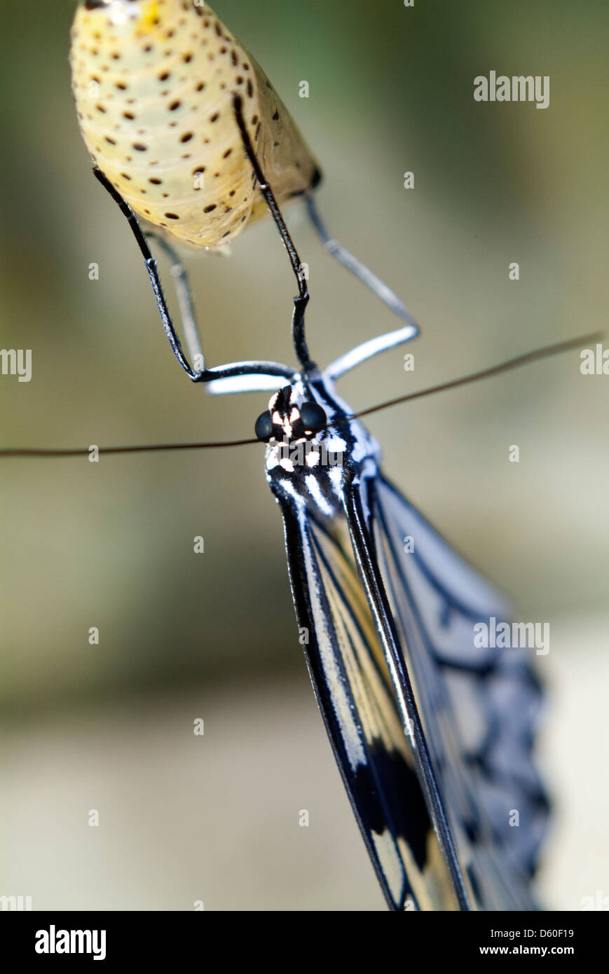 Hatching butterfly hi-res stock photography and images - Alamy