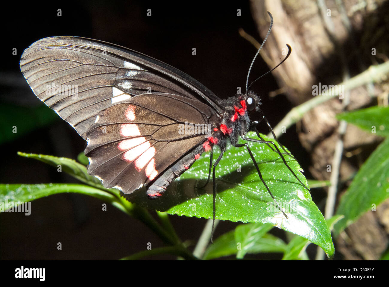 Cattleheart hi-res stock photography and images - Alamy