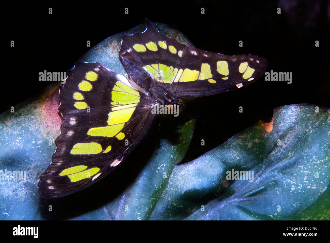 King Page Butterfly Stock Photo - Alamy