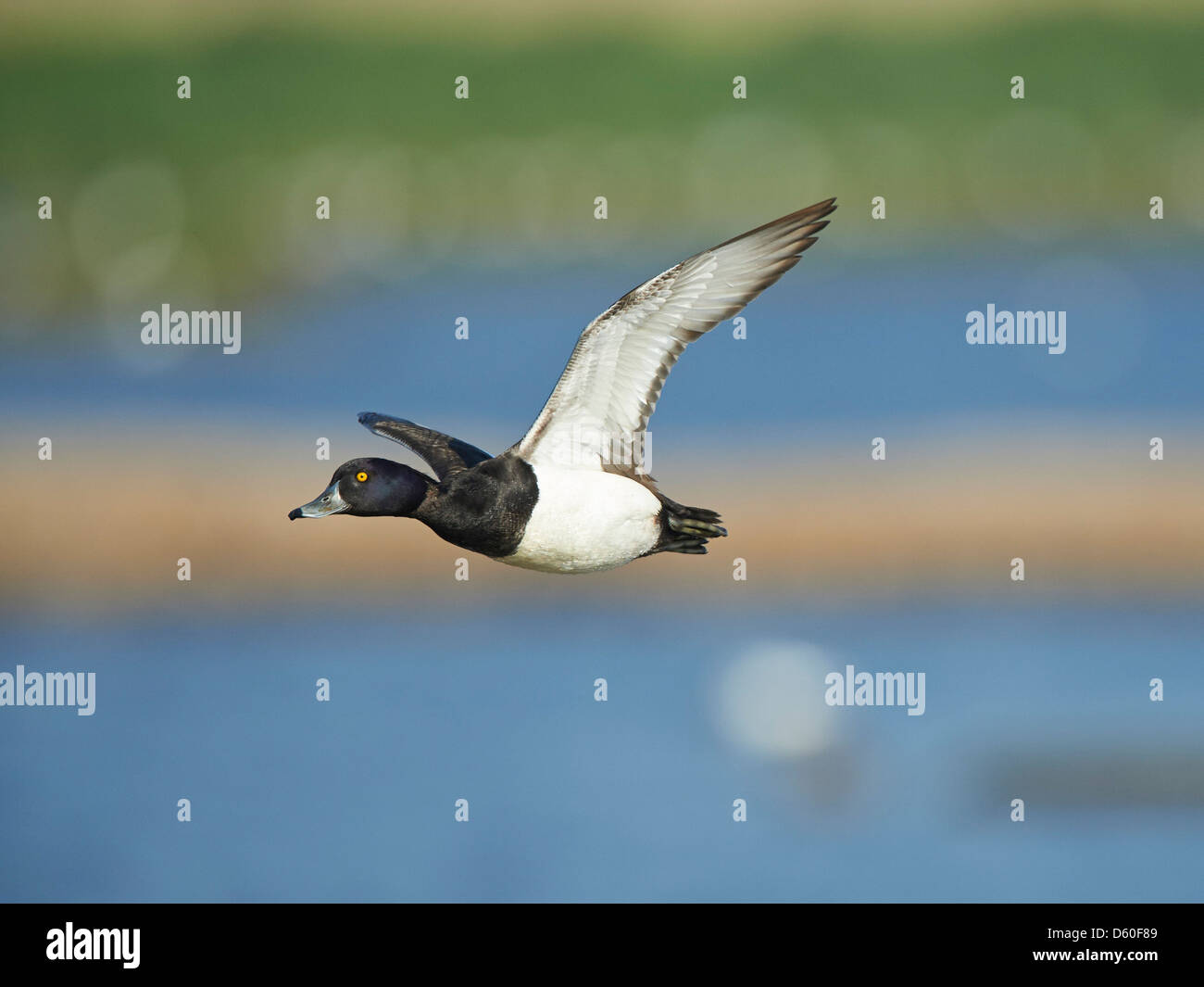 Tufted duck in flight Stock Photo - Alamy