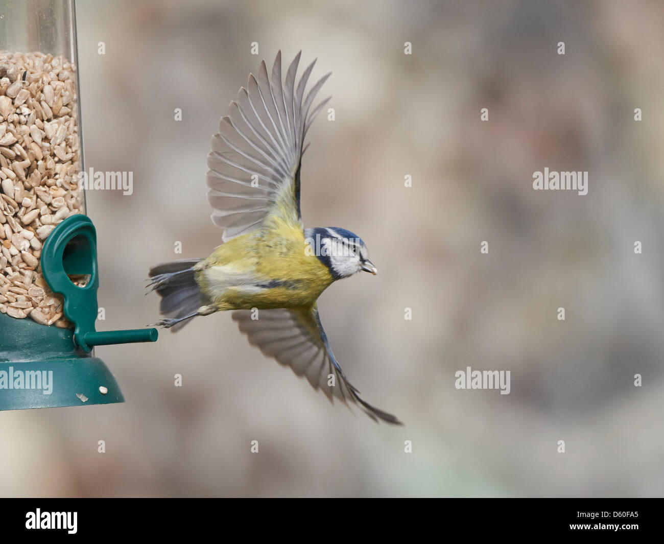 Blue Tit in flight Stock Photo - Alamy