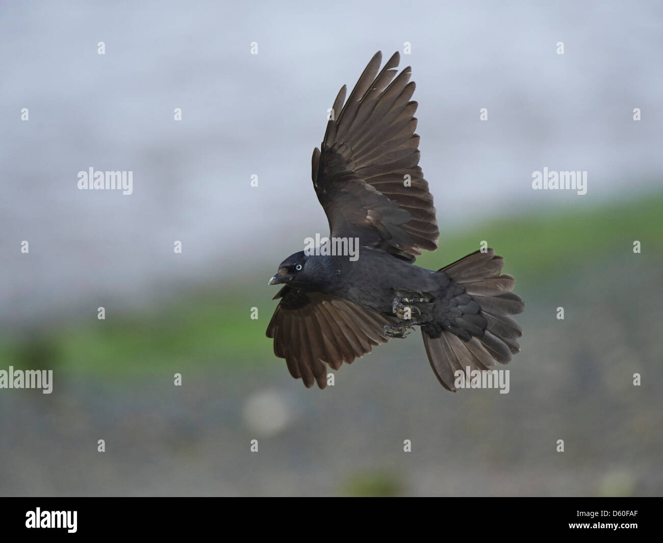 Jackdaw in flight Stock Photo - Alamy