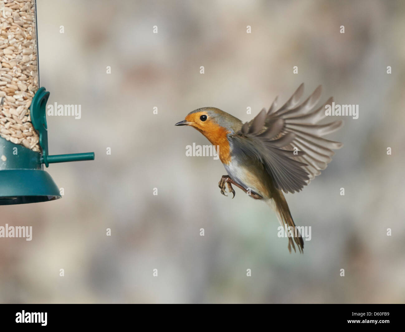 Robin in flight Stock Photo - Alamy