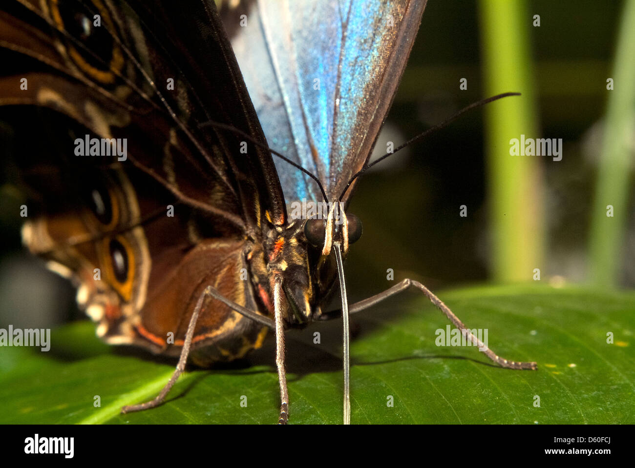 Blue morpho camouflage hi-res stock photography and images - Alamy