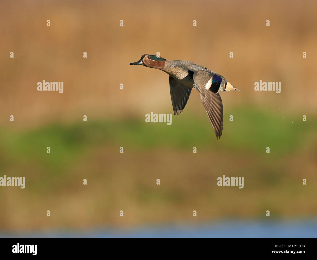 Teal in flight Stock Photo - Alamy