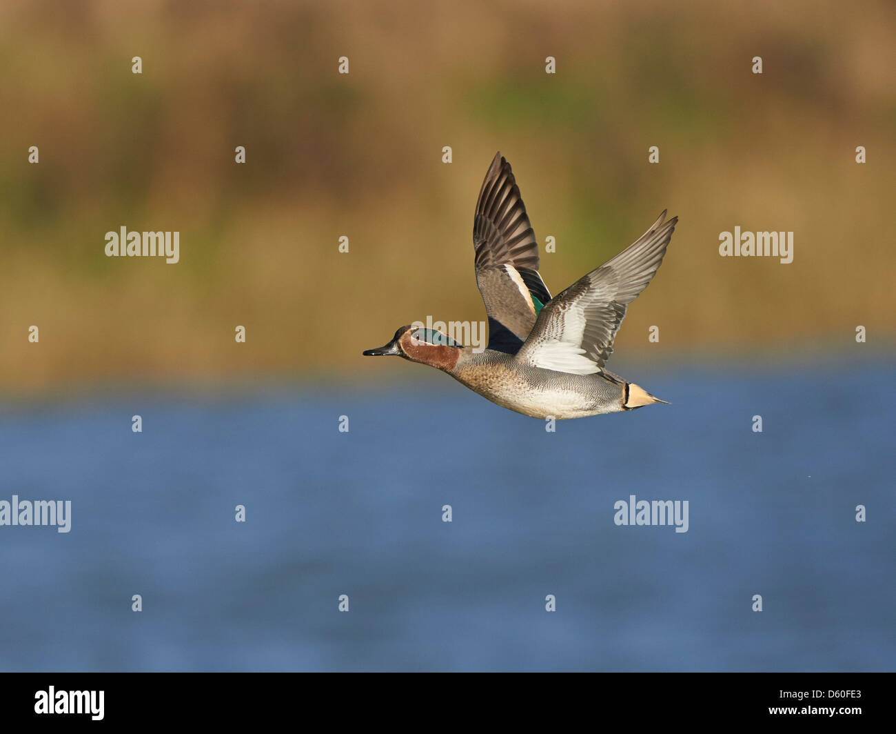 Teal In Flight High Resolution Stock Photography and Images - Alamy