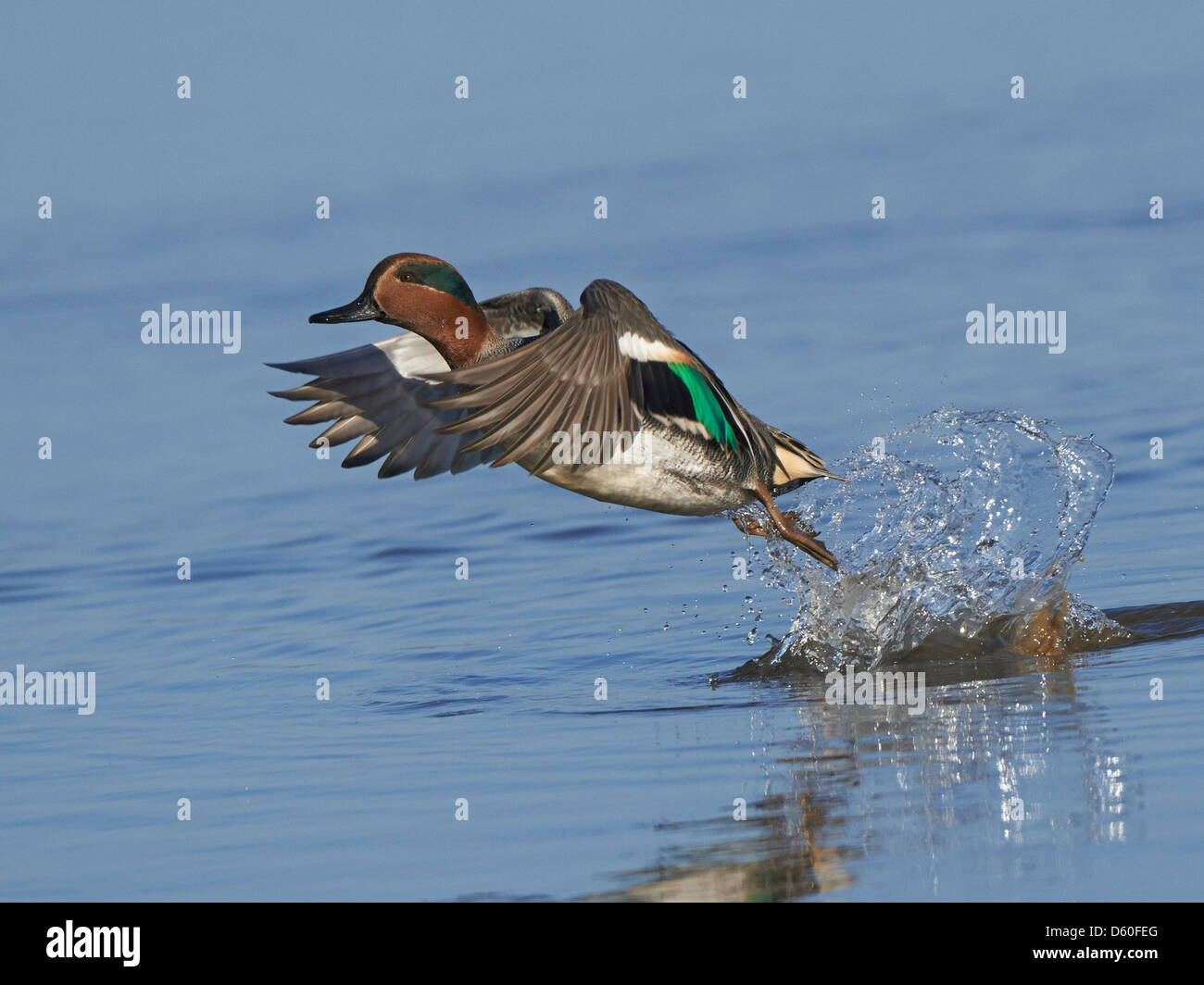 Teal In Flight High Resolution Stock Photography and Images - Alamy