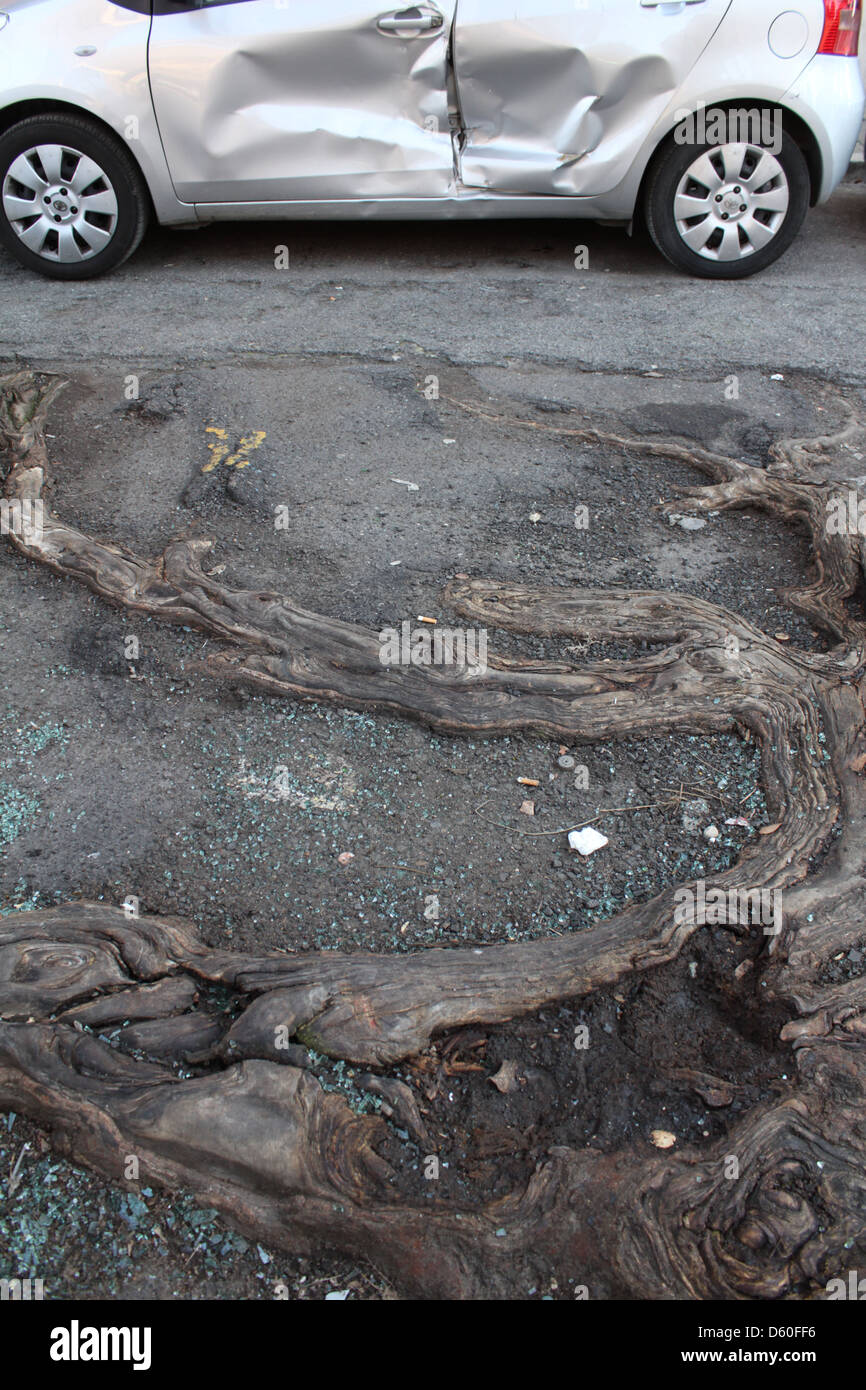 damaged car and tree roots on street road in city town Stock Photo - Alamy