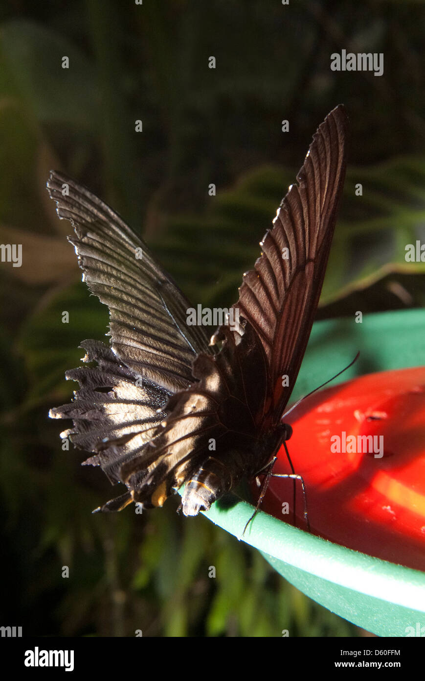 Common Mormon Butterfly Stock Photo - Alamy