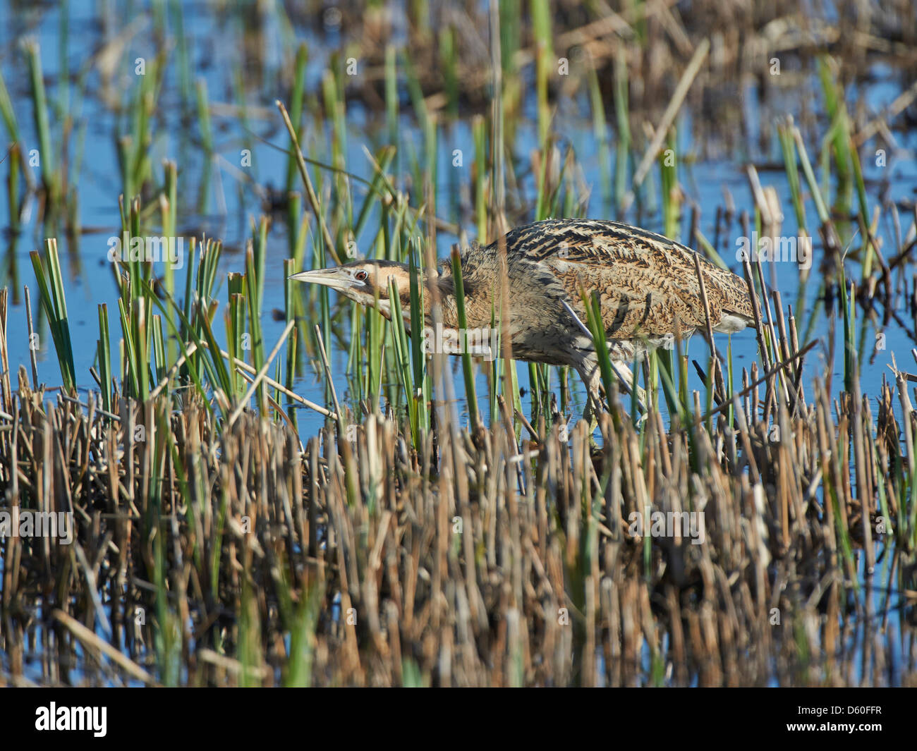Bittern feeding within reedbed Stock Photo - Alamy
