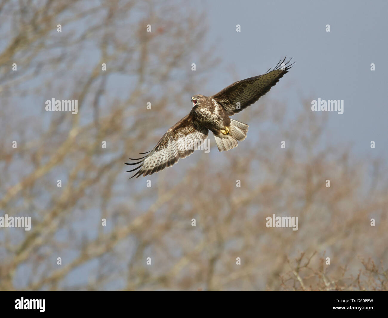 Buzzard in flight Stock Photo - Alamy