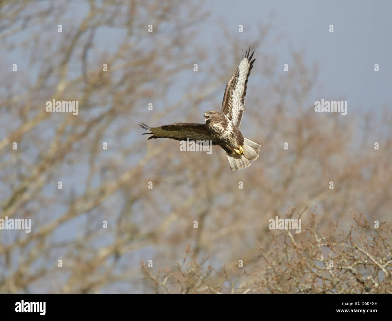 Buzzard in flight Stock Photo - Alamy