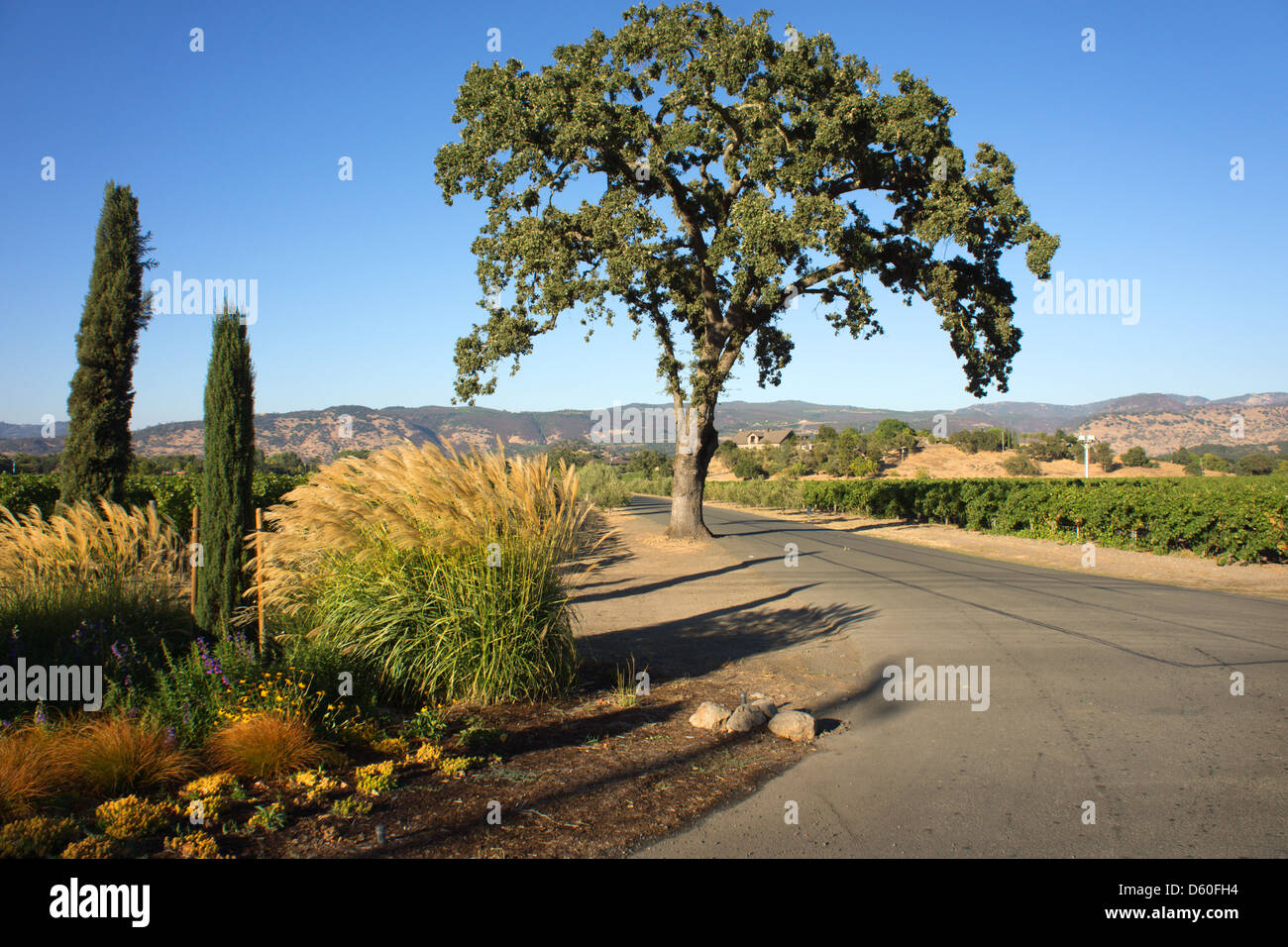 A vineyard access road in Napa Valley with trees and shrubs Stock Photo ...