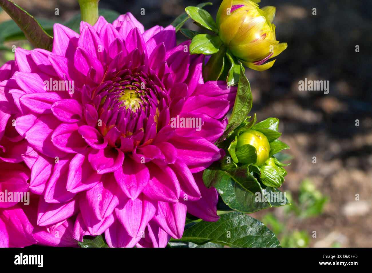 Dahlia flower hi-res stock photography and images - Alamy