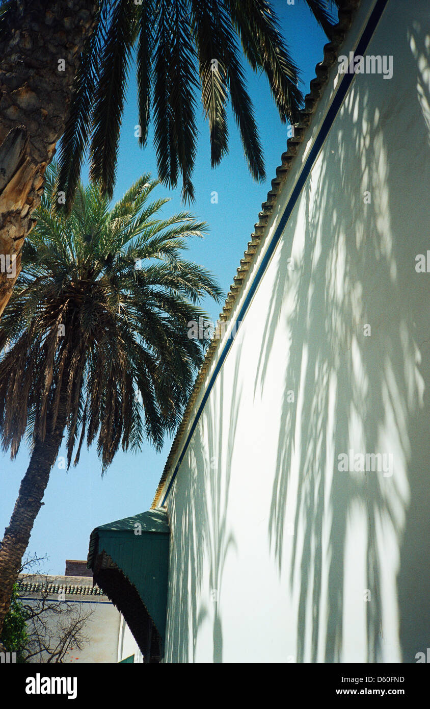 Palm tree and shadow, Marrakesh Morocco Stock Photo - Alamy
