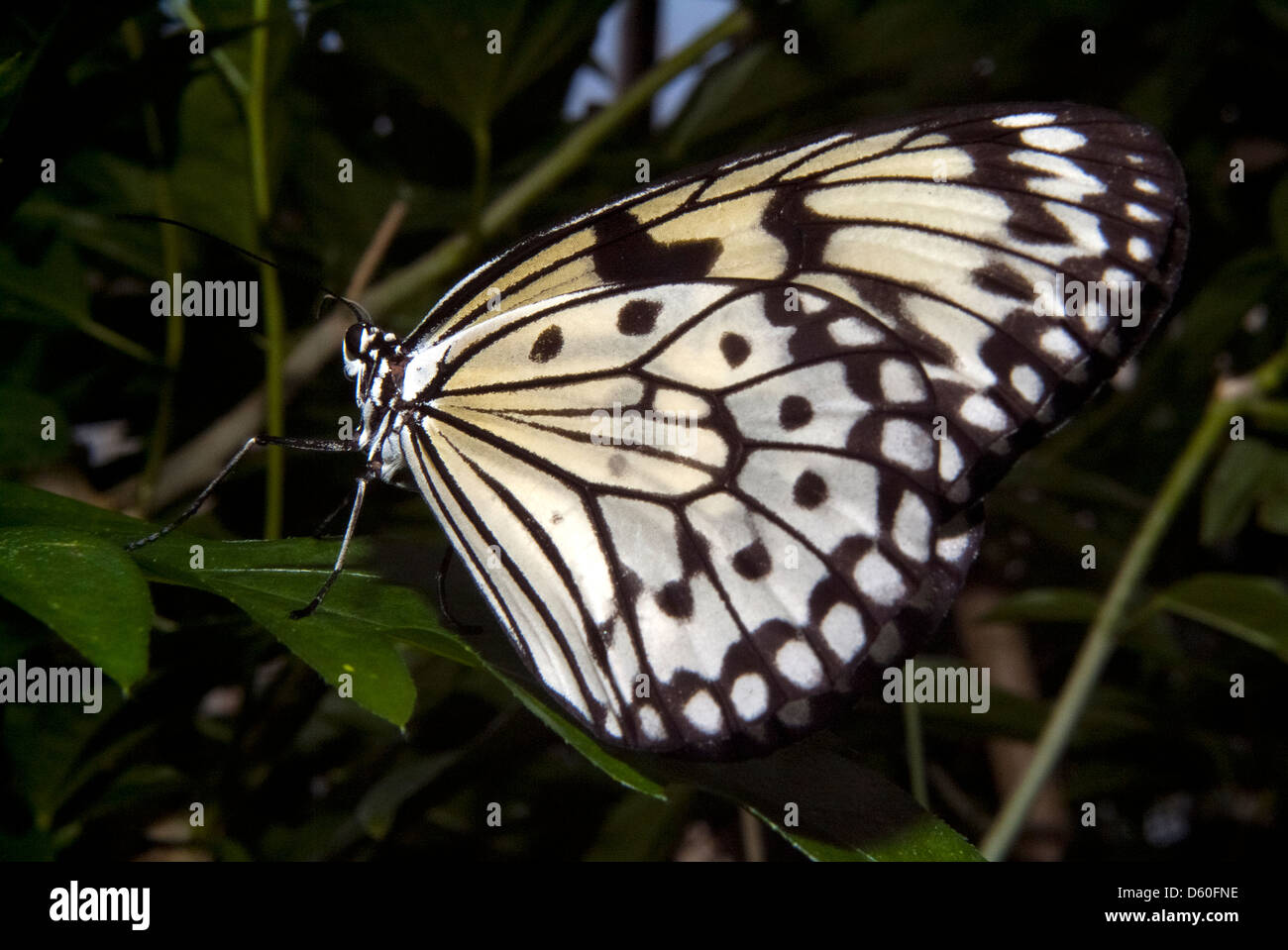 Tree Nymph Butterfly Stock Photo - Alamy