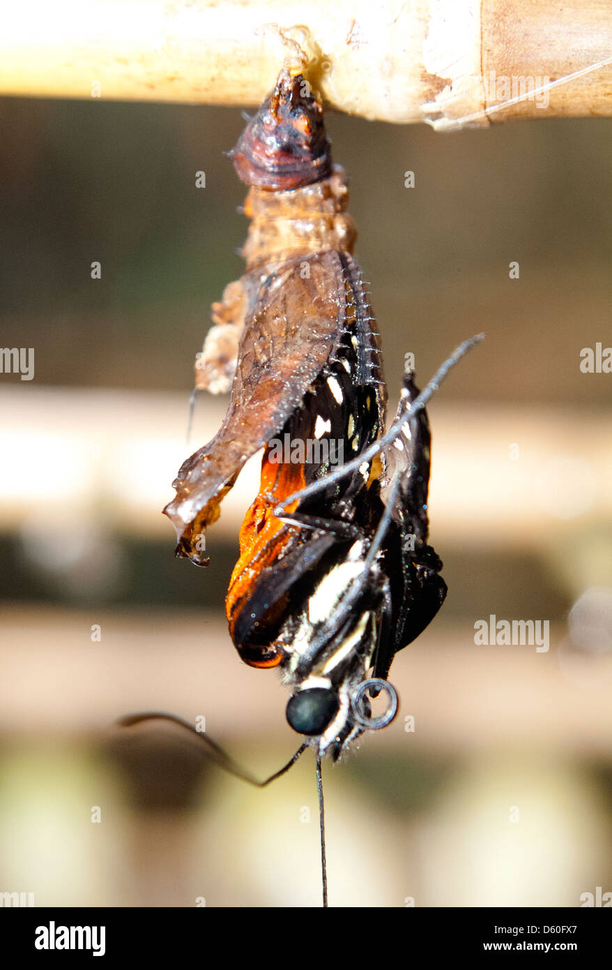 Hatching butterfly hi-res stock photography and images - Alamy