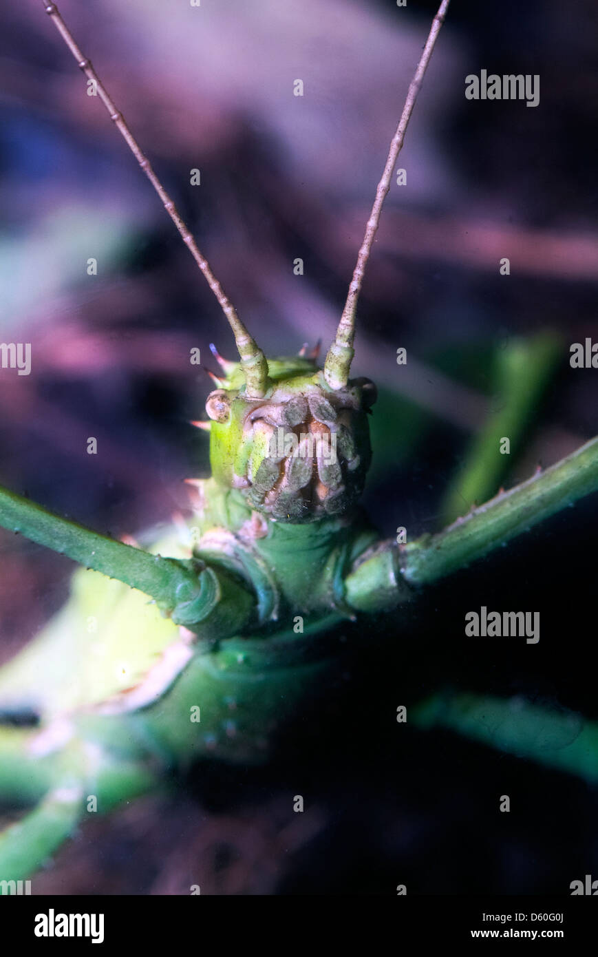 close up of stick insect with nature background Stock Photo - Alamy