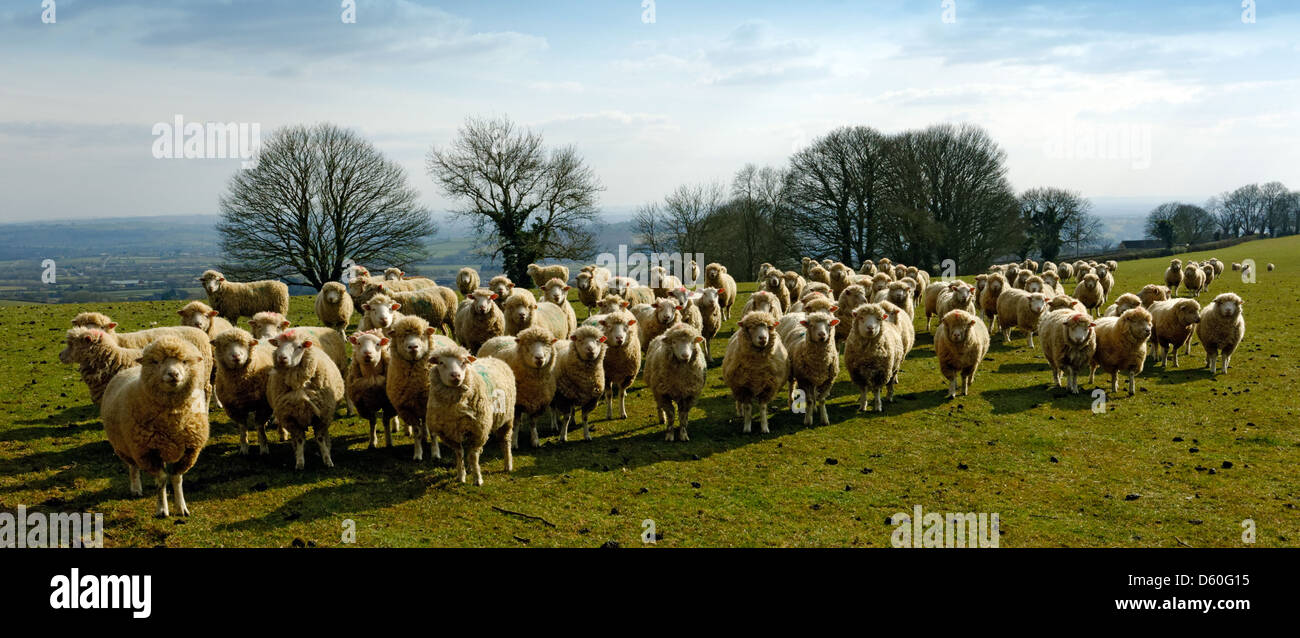 Sheep faces hi-res stock photography and images - Alamy