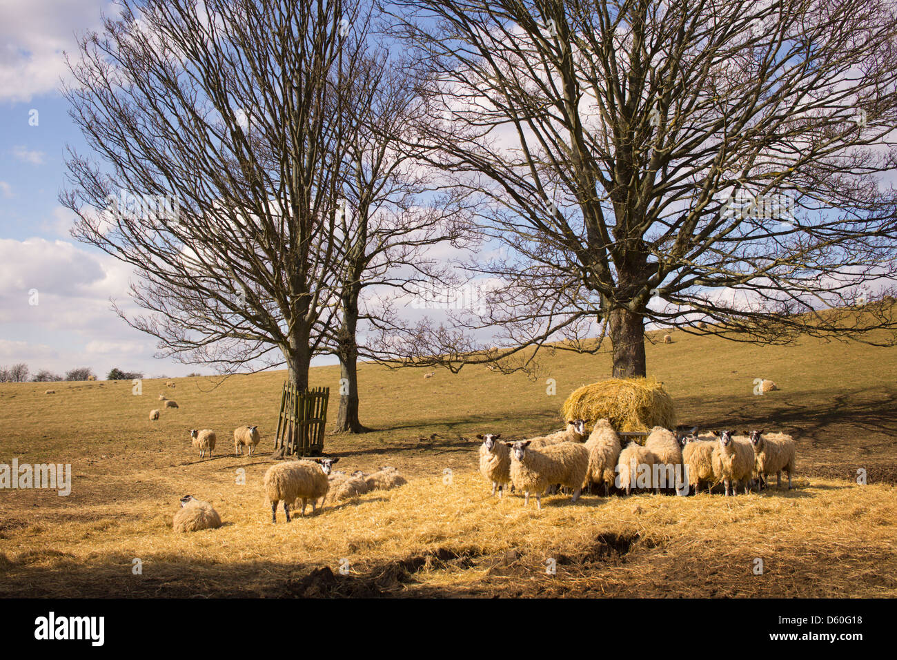 Feeding sheep hay hi-res stock photography and images - Alamy