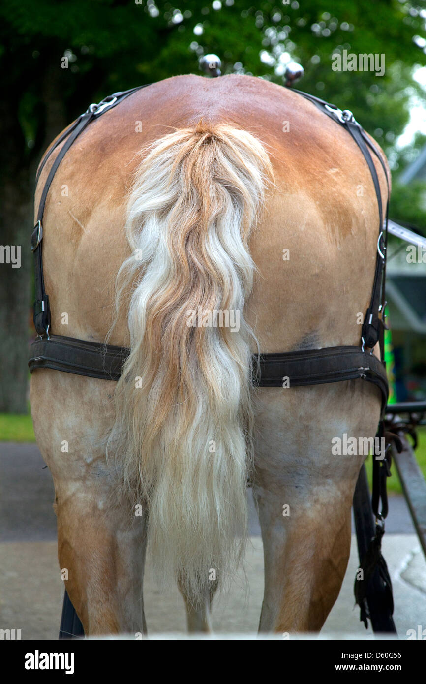 Draft horse rear end on Mackinac Island located in Lake Huron, Michigan ...