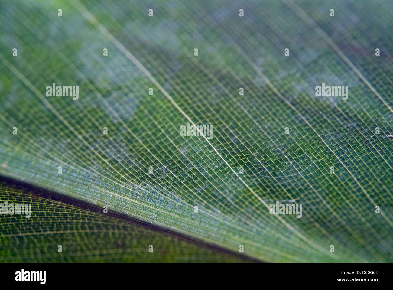 Leaf close up texture hi-res stock photography and images - Alamy