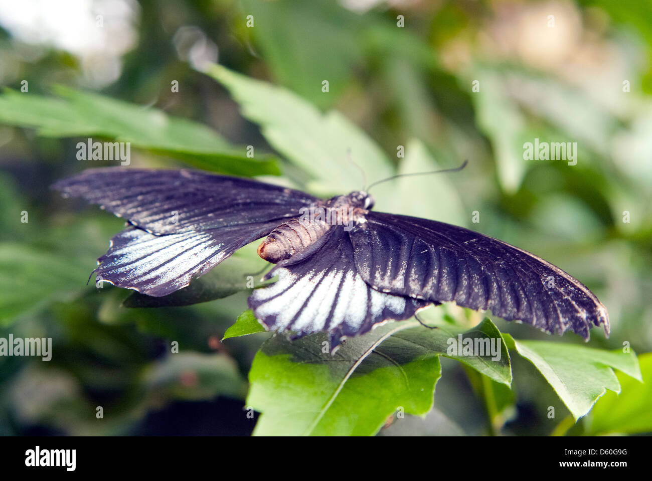 Male swallowtail butterfly hi-res stock photography and images - Alamy