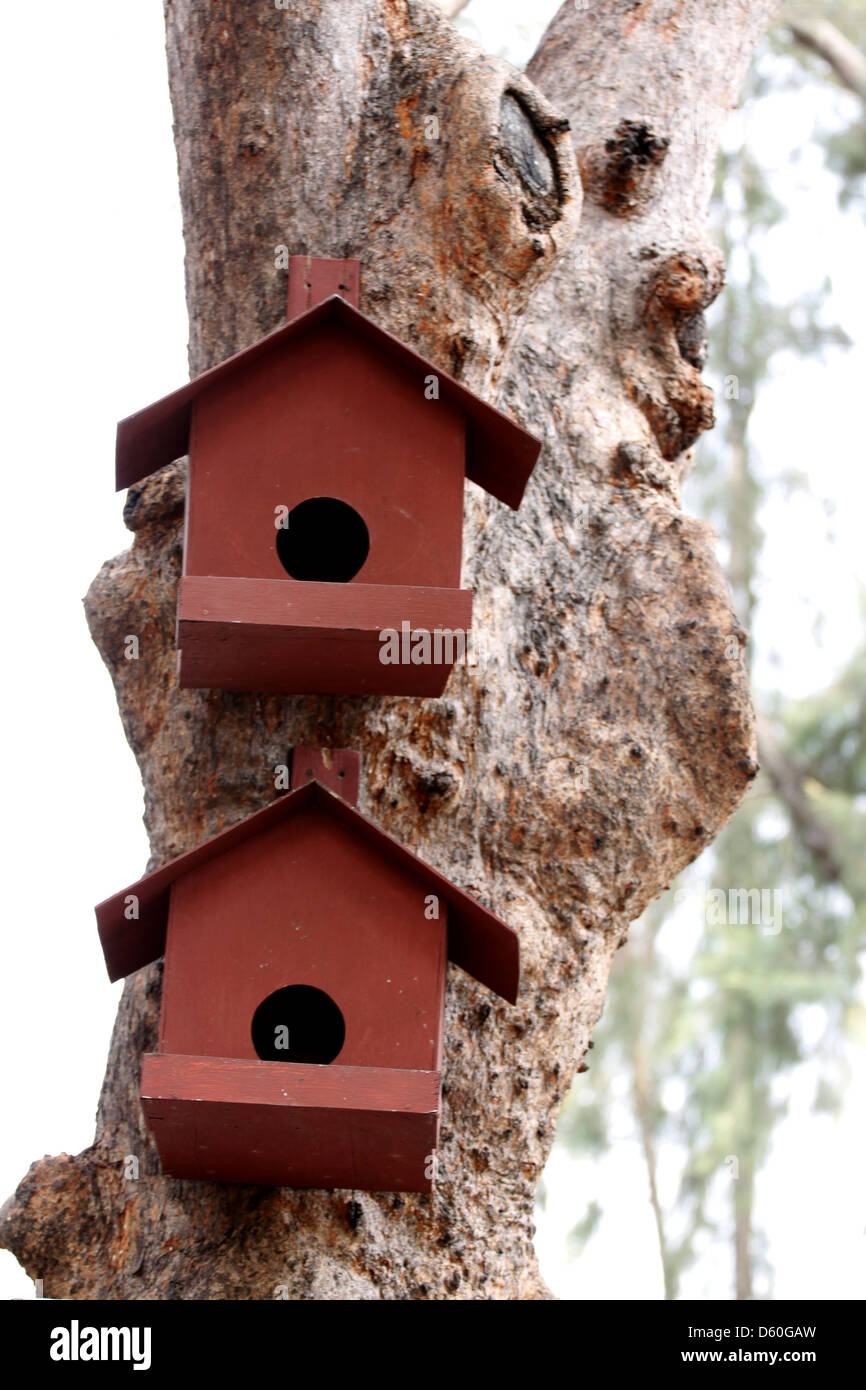 The Picture is a Home Squirrels on tree Stock Photo - Alamy