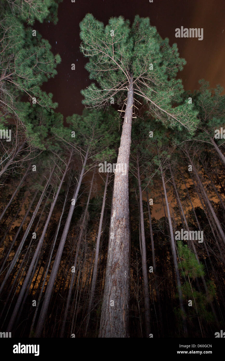 A nighttime view looking upward at trees in a forest Stock Photo - Alamy