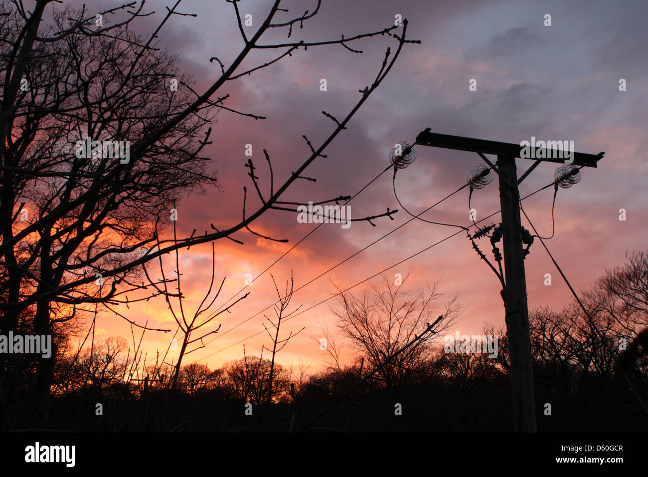 power lines and trees at sunset in wales, great britain, uk Stock Photo ...