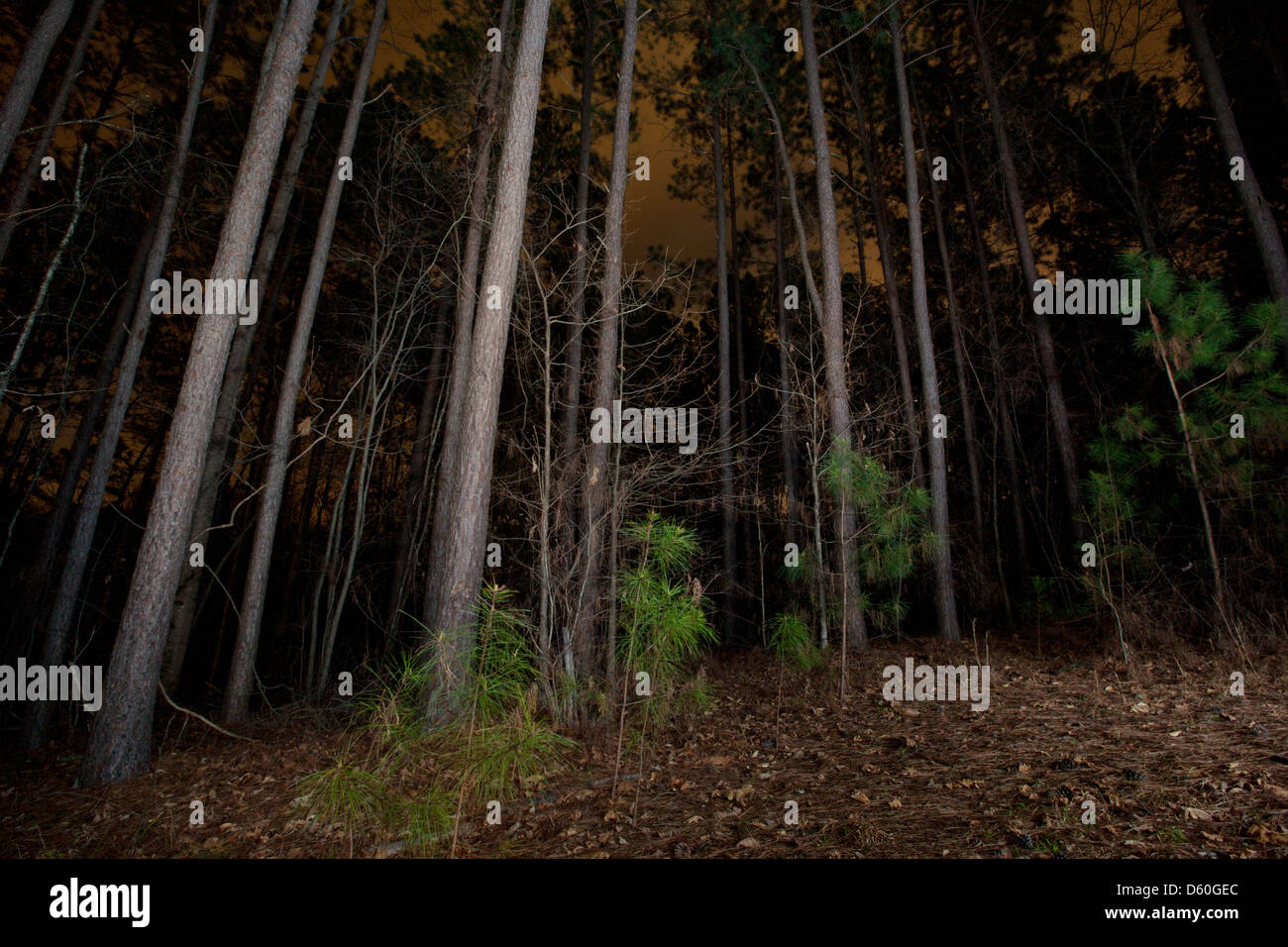 A view of a forest at night Stock Photo - Alamy