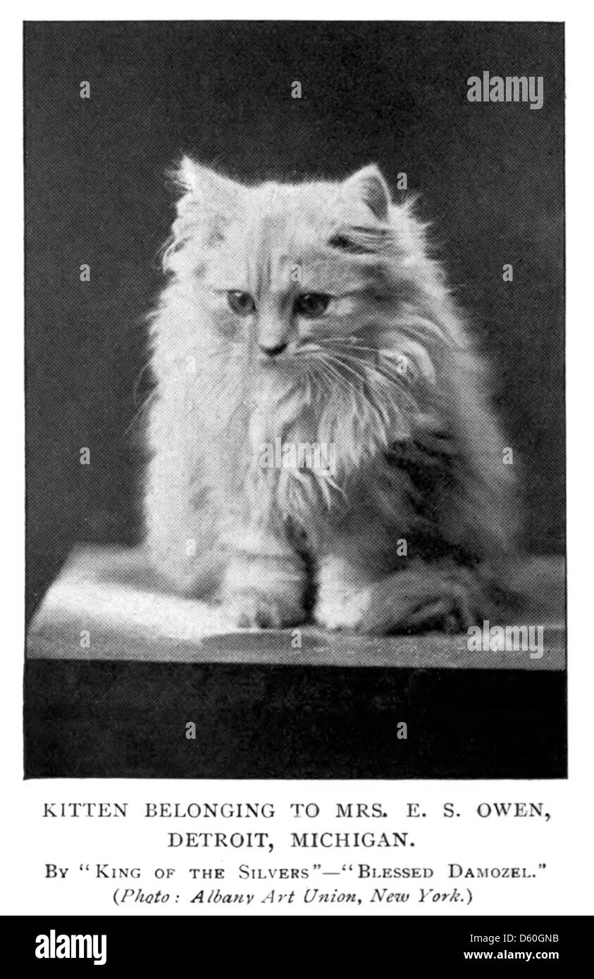 An illustration from 'The Book of the Cat' (1903), showcasing various ...