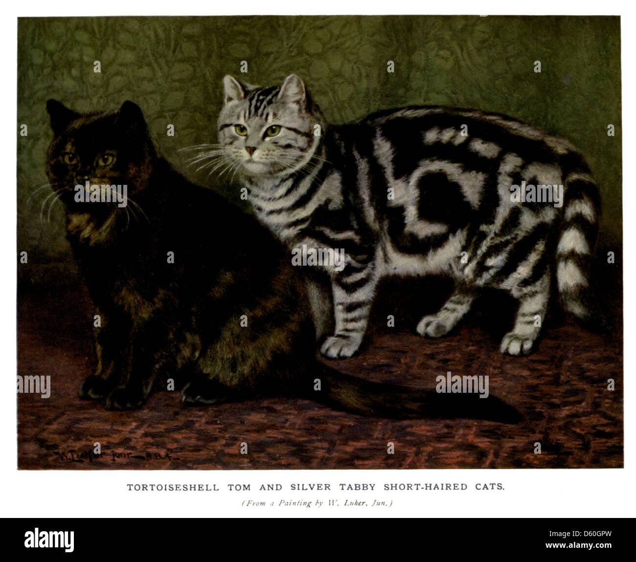 Typical cat behavior hi-res stock photography and images - Alamy