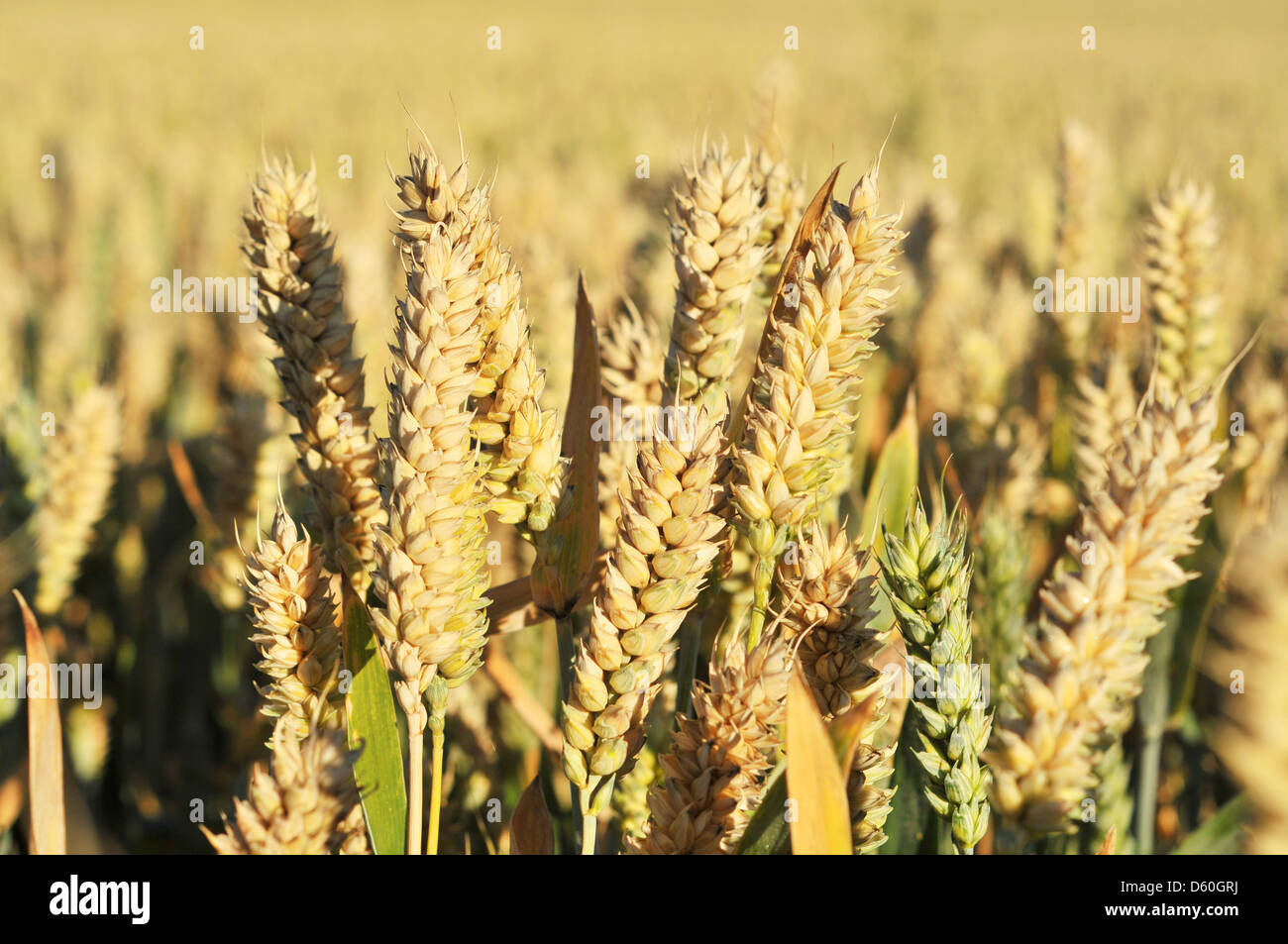Wheat husks hi-res stock photography and images - Alamy